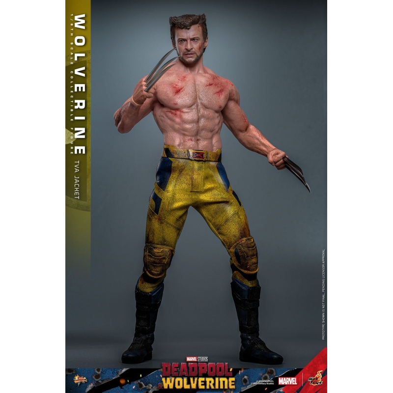 Wolverine TVA Jacket Hot Toys MMS756 : Deadpool and Wolverine figure
