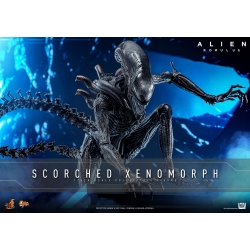 Scorched Xenomorph Hot Toys MMS784 : Alien Romulus 1/6 action figure