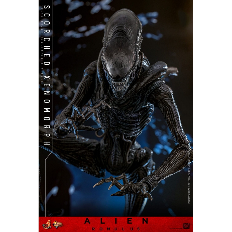 Scorched Xenomorph Hot Toys MMS784 : Alien Romulus 1/6 action figure